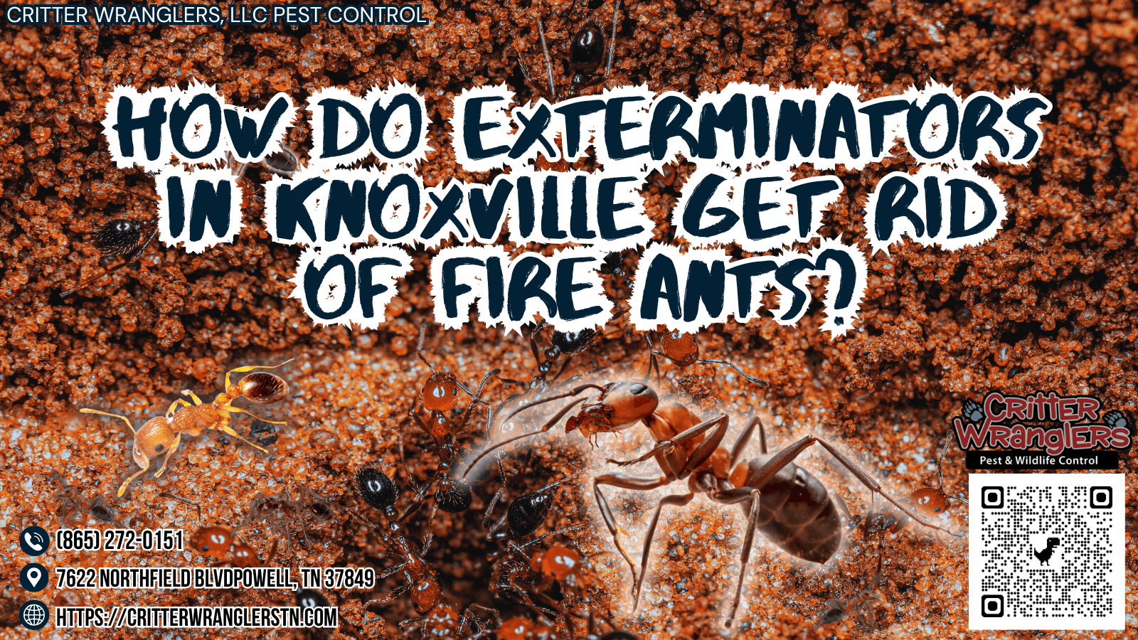 How Do Exterminators Get Rid of Fire Ants?